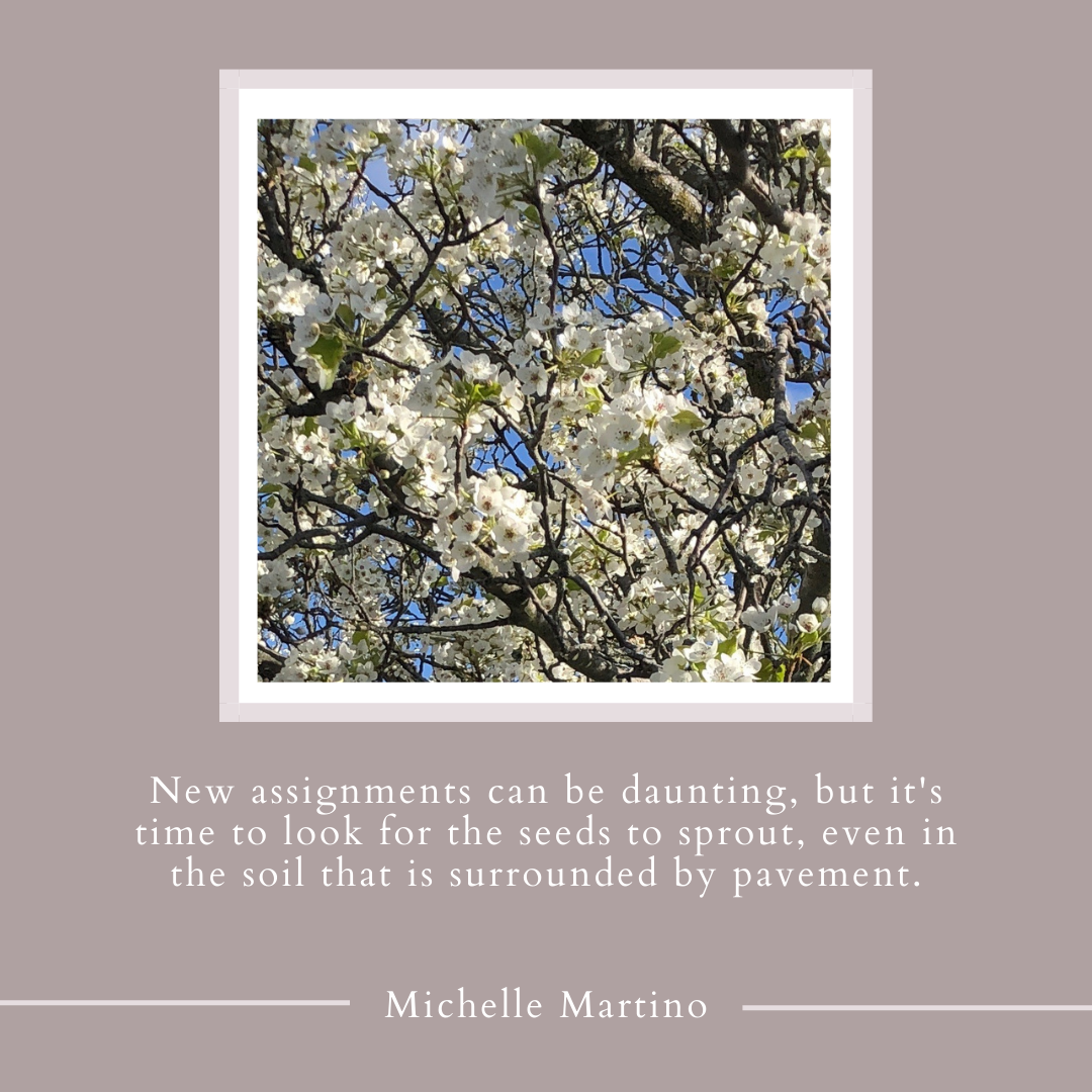 Churches and Cherry Trees (Part 2) – Consider the Joy